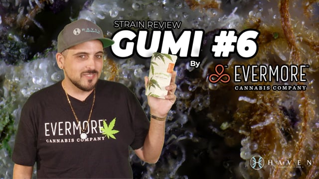 Gumi #6 by Evermore - Haven