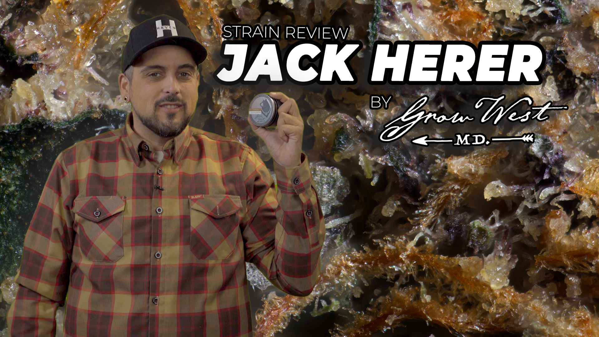 Lemondary by Grow West: A Strain with Bold Flavor, Effects, 2% Terpenes ...