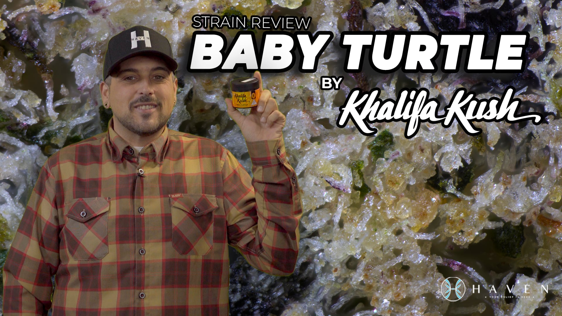 Baby Turtle by Khalifa Kush: Heavy 31% Calm With Classic KK Roots - Haven